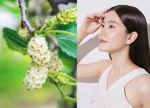 Morus Alba Root Extract: Chiết xuất từ rễ cây dâu tằm trắng có công ...